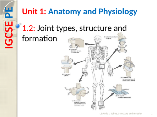 IGCSE PE (spec 2018) 1.2. Joint types, structure & formation | Teaching ...