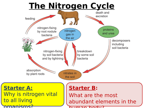 Nitrogen Cycle Steps Of Nitrogen Cycle Online Biology Notes