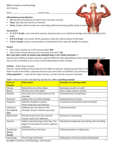 IGCSE PE (spec 2018) 1.4. Muscles | Teaching Resources