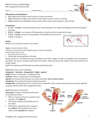 IGCSE PE (spec 2018) 1.5. Antagonistic Muscle Action | Teaching Resources