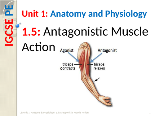 IGCSE PE (spec 2018) Muscular System Bundle 1.4/5/6 | Teaching Resources
