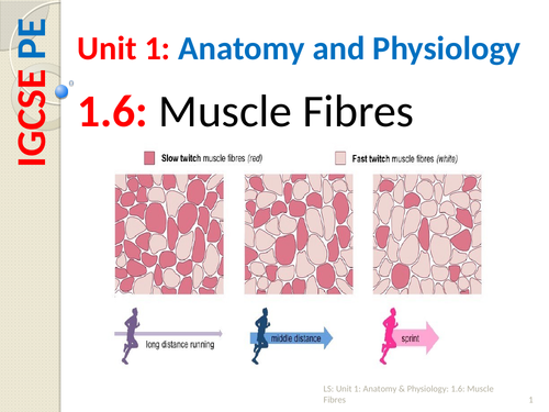 Igcse Pe Spec 2018 1 6 Muscle Fibre Types Teaching Resources