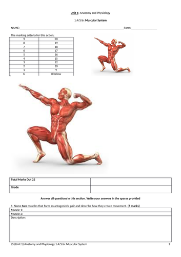 IGCSE PE (spec 2018) Muscular System Bundle 1.4/5/6 | Teaching Resources