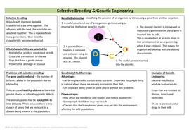 Selective Breeding & Genetic Engineering Knowledge Organiser (new AQA ...