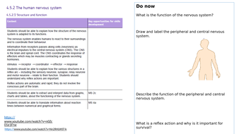 B5 Nervous system, reflexes and synapse AQA 9-1 GCSE revision ...