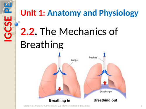 IGCSE PE (spec 2018) Respiratory System Bundle 2.1/2/3 | Teaching Resources