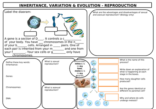 New Spec AQA GCSE Biology inheritance, variation and evolution revision ...