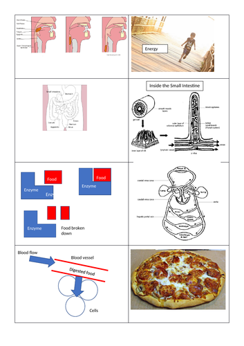 Summary of Digestion and Absorption of Food. | Teaching Resources