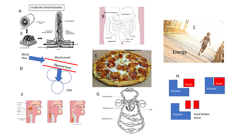 Summary of Digestion and Absorption of Food. | Teaching Resources