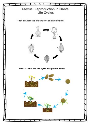 Asexual reproduction in plants | Teaching Resources