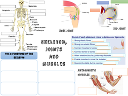 Skeleton movement and joints revision mat | Teaching Resources