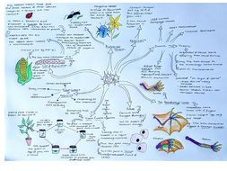 SB4 Natural Selection & Evolution Revision Mindmap Edexcel | Teaching ...