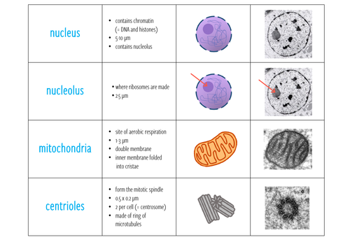 Eukaryotic Organelles - Card Sort (KS5) | Teaching Resources