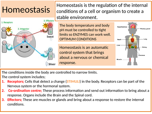 AQA GCSE Biology homeostasis lesson | Teaching Resources AQA GCSE Biology homeostasis lesson | Teaching Resources