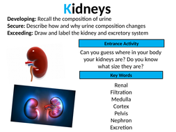 GCSE Biology: The Kidney (lesson 1) | Teaching Resources