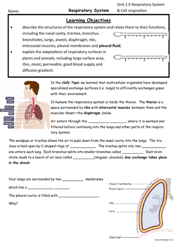 Ccea Gcse Biology Unit 1 Notes Teaching Resources