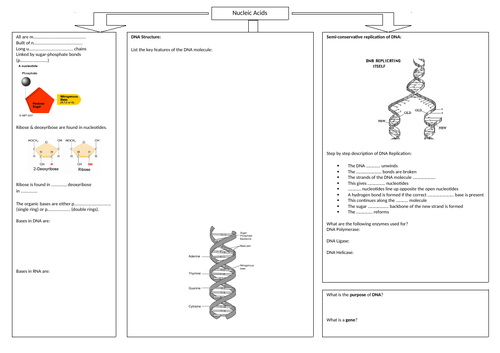 Nucleic Acids and DNA | Teaching Resources
