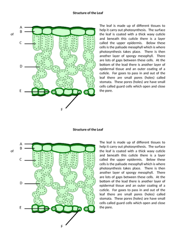 AQA GCSE: B4 Organisation: L4 Plant Tissues | Teaching Resources