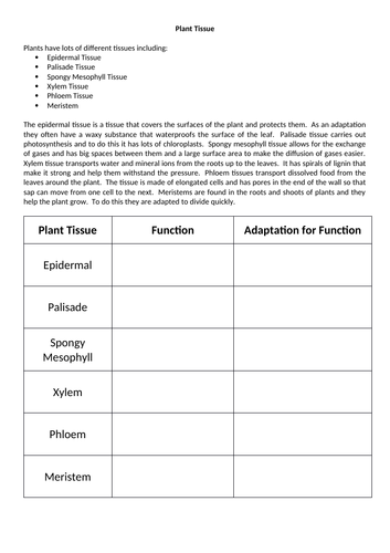 AQA GCSE: B4 Organisation: L4 Plant Tissues | Teaching Resources