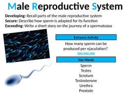 GCSE Biology: Male Reproductive System (lesson 1) | Teaching Resources