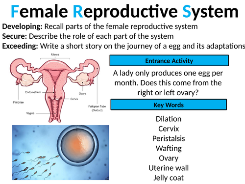 Gcse Biology Female Reproductive System Lesson 2 Teaching Resources 