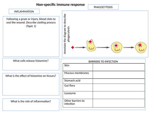 Immune system revision activities | Teaching Resources