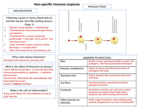 Immune system revision activities | Teaching Resources