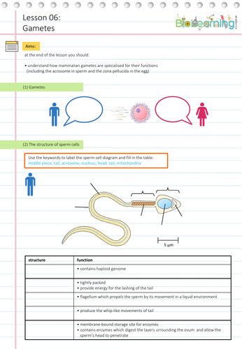 SNAB Biology Topic 3 - Lesson 06 (Gametes) - WS, PPT and Crossword ...