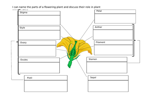 KS2 Differentiated parts of a flower pollination/reproduction worksheet ...