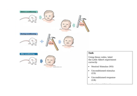 A' Level Psychology- developmental Psychology - Little Albert and ...