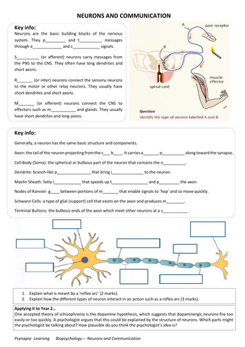Neurons and Synaptic Communication | Teaching Resources