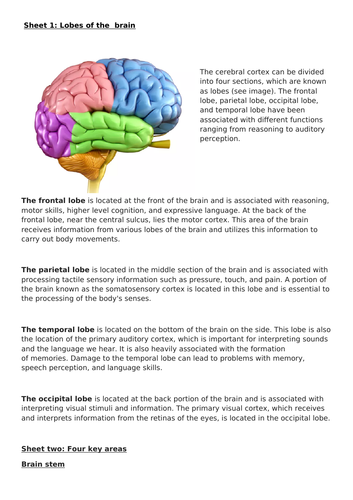 NEW SPEC AQA GCSE PSYCH - Development - Early brain development ... NEW SPEC AQA GCSE PSYCH - Development - Early brain development ...