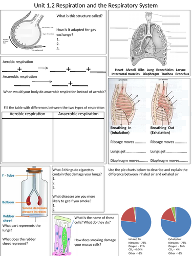 1.2 Respiration and the respiratory system revision sheet | Teaching ...
