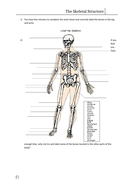 Skeletal System Work Sheet | Teaching Resources