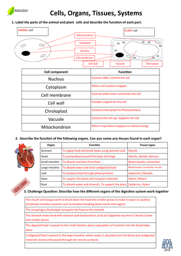 Cells, Organs, Tissues, Systems homework sheet + Answer sheet ...