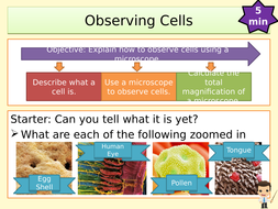 Cells: Observing Cells (KS3 Activate) | Teaching Resources