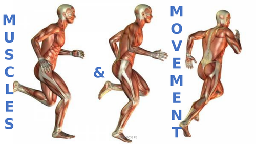 Muscles and Movement | Teaching Resources