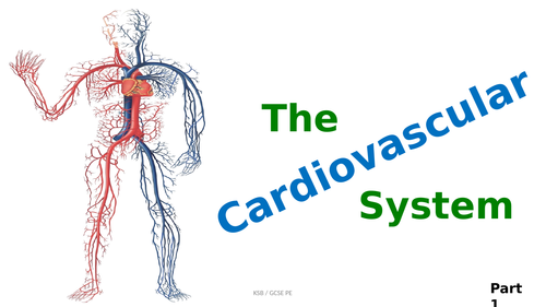 The Cardiovascular System (Part 1) | Teaching Resources