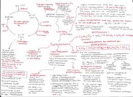 OCR Biology A-Level Revision | Teaching Resources