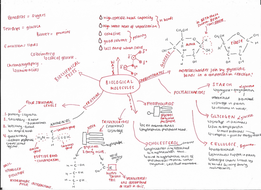 OCR Biology A-Level Revision | Teaching Resources