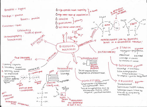 OCR Biology A-Level Revision | Teaching Resources