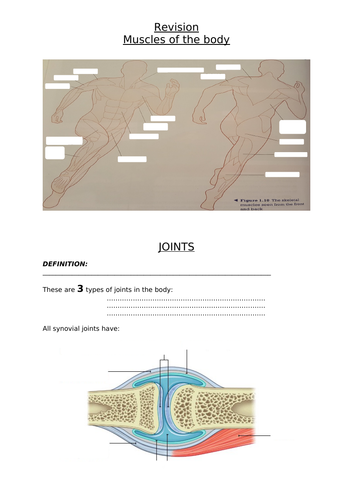 GCSE PE Revision - Bones and Muscles | Teaching Resources