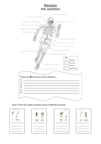 GCSE PE Revision - Bones and Muscles | Teaching Resources