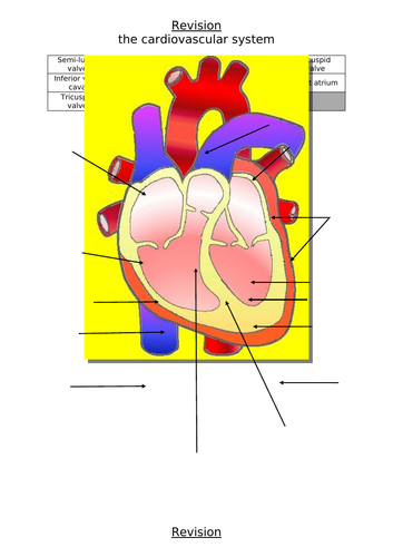 GCSE PE Revision - The Heart + Blood Vessels | Teaching Resources