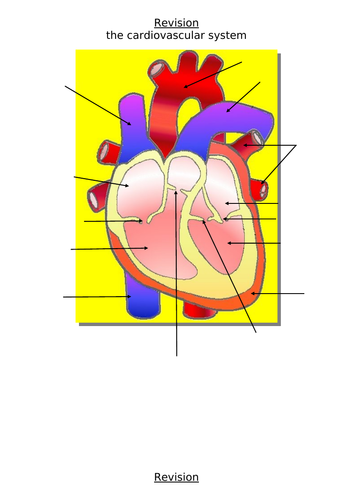 GCSE PE Revision - The Heart + Blood Vessels | Teaching Resources