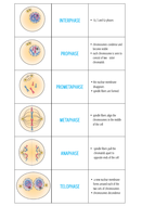 Cell Cycle and Mitosis - Card Sort (KS5) | Teaching Resources