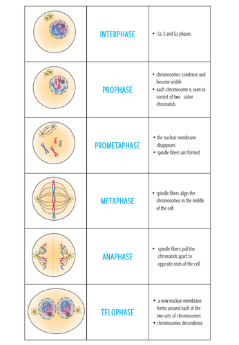 Cell Cycle and Mitosis - Card Sort (KS5) | Teaching Resources
