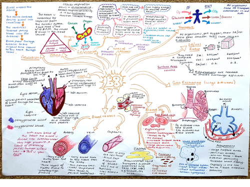 SB8 Revision mindmap, Transport in animals. edexcel Biology 9 - 1 ...