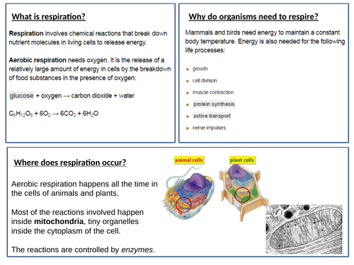 AQA 9-1 Biology Aerobic Respiration Lesson | Teaching Resources