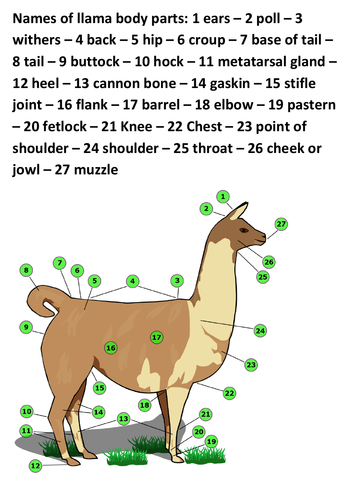 Llama Picture Pack | Teaching Resources